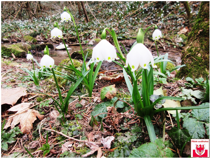 primavera-1 – Pillole sudtirolesi